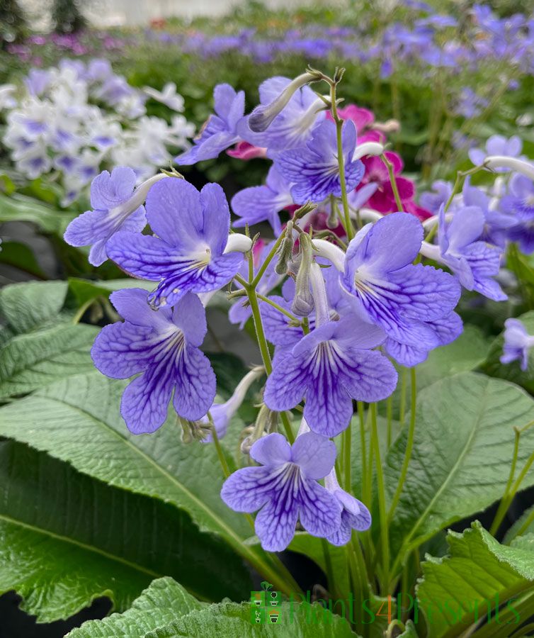 Cape Primrose plants | Next Day Delivery Available | Plants4Presents