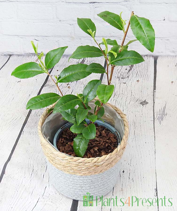 Tea Plant | Grow your own Tea Plant gifts | Plants4Presents