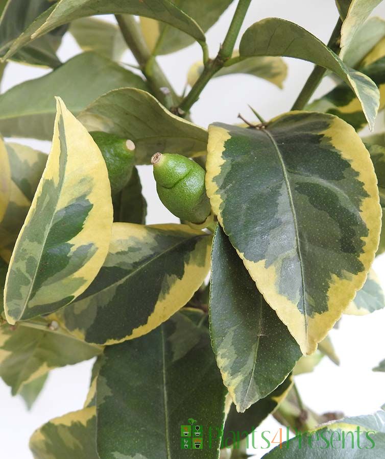 Send Variegated Lemon as a plant gift with next day delivery