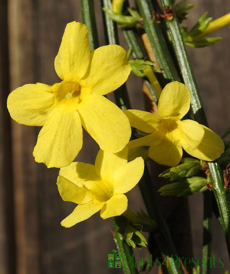 Winter Jasmine plants delivered as gifts