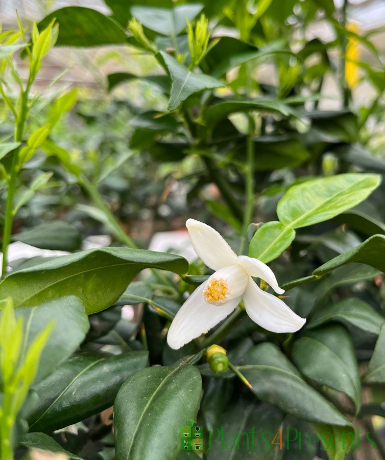 Send a Yuzu tree as a plant gift - Quality Plants, Fast UK Delivery