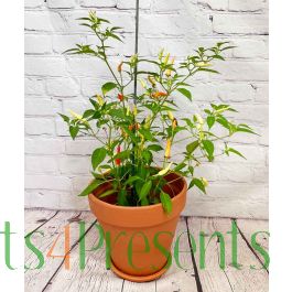 Fire Chilli Basket | Chilli Plant Gifts | Plants4Presents