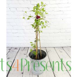 Ruby Wedding Clematis | Send beautiful garden plant gifts