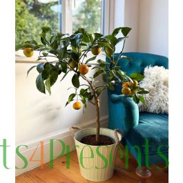 Clementine Trees | Send large citrus trees as unusual plant gifts