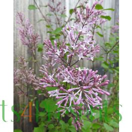 Everlasting Lilac | Next Day delivery Available | Plants4Presents