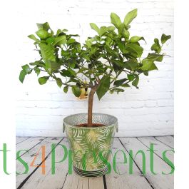 Giant Lemon Tree | Stunning giant citrus plants delivered next day