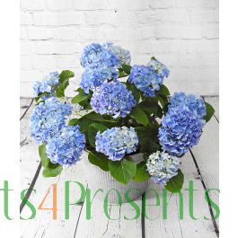 Blue Hydrangea Plant | Next Day Delivery Available | Plants4Presents