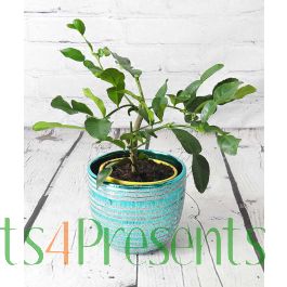 Baby Kaffir Lime plants delivered as gifts for cooks