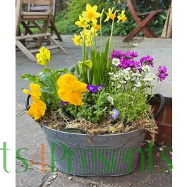 Large Spring Tin Planter | Fast Next Day Delivery Available ...