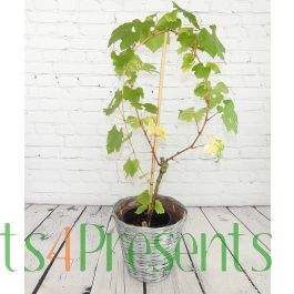 Johanniter Grapevine | white grapes for eating or winemaking