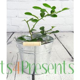 Baby Kaffir Lime plants delivered as gifts for cooks
