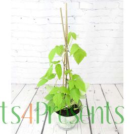 Meeker Raspberry Bushes delivered as gifts | Plants4Presents