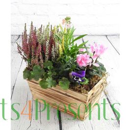 Summer Trough| Colourful seasonal flower planters delivered