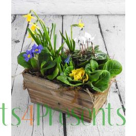 Summer Trough| Colourful seasonal flower planters delivered