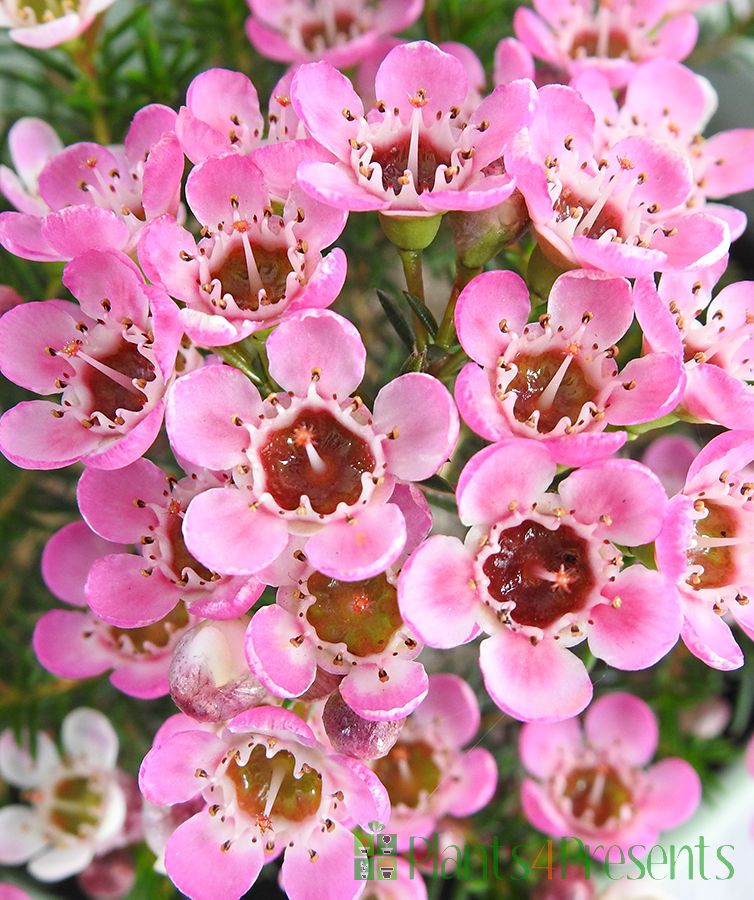 Australian Wax Flowers | Next Day Delivery Available | Plants4Presents