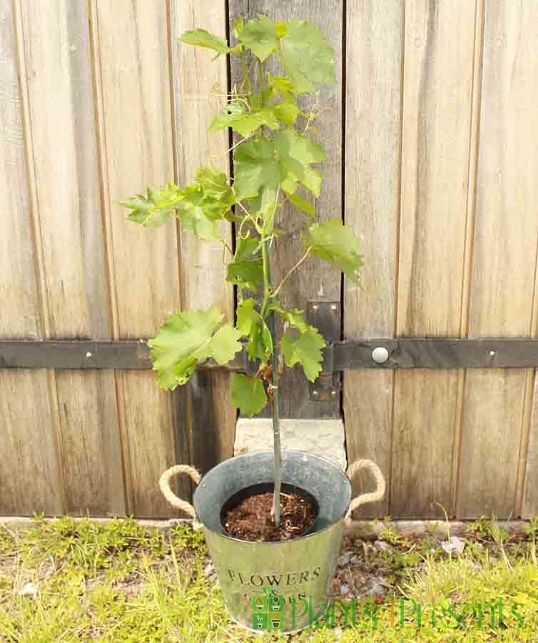 Flame Seedless Grapevine | Grow your own grapes, fast UK delivery