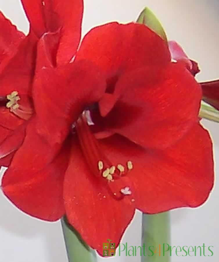 Giant Red Amaryllis | The perfect Christmas plant gift delivered