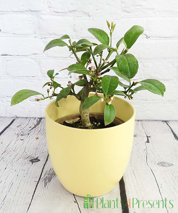 Baby Lemon Trees delivered as windowsill plant gifts by Plants4Presents