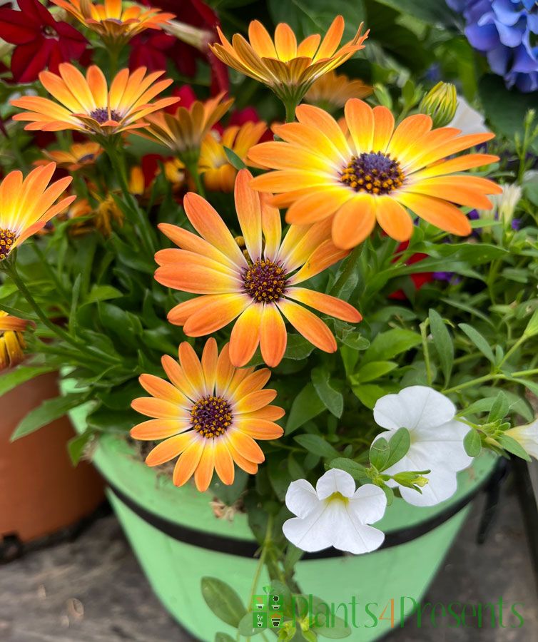A mixture of lovely seasonal flowering plants in an attractive green barrel