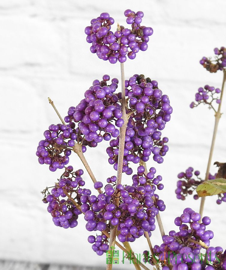 Callicarpa | Stunning autumn Beautyberry plants