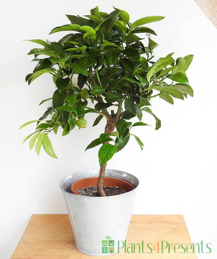 Bergamot Tree | Grow your own fragrant citrus