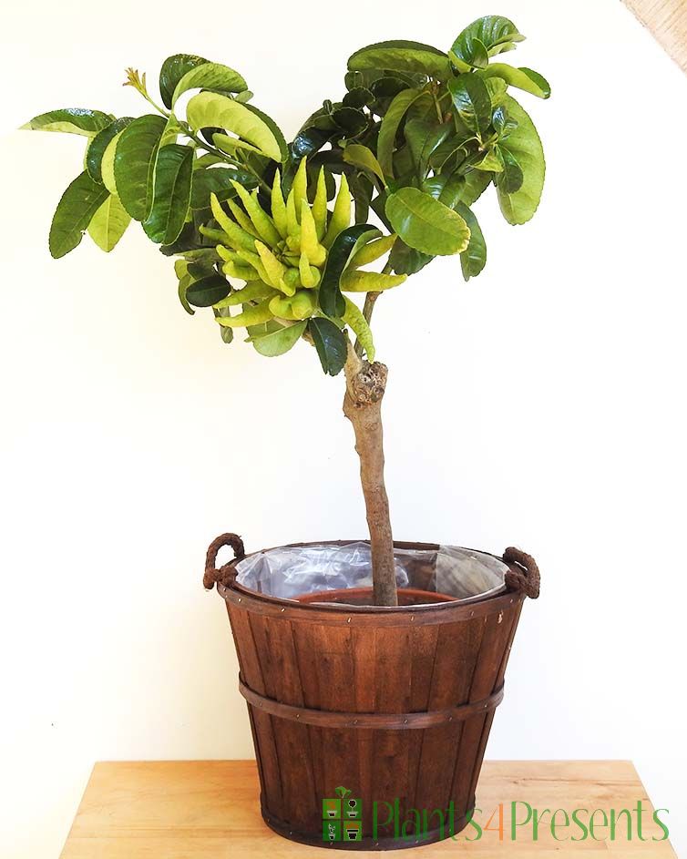 Buddhas Hand Citrus Trees | Unusual gifts for citrus lovers
