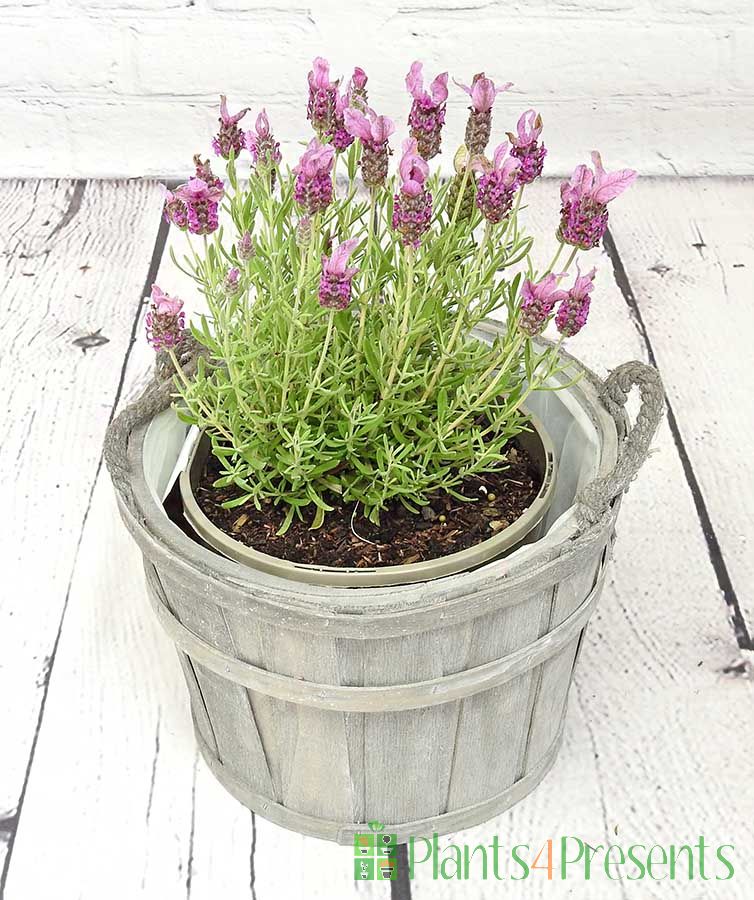 Butterfly Lavender | Pretty fragrant gift for delivery across the UK