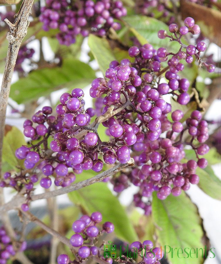 Callicarpa | Stunning autumn Beautyberry plants
