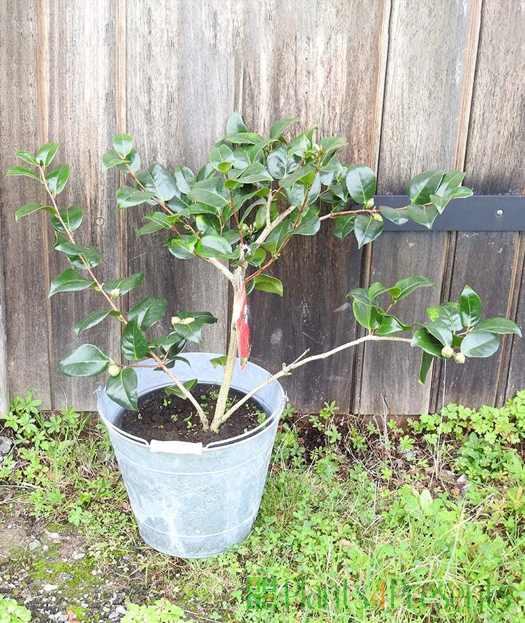 Camellia plants | Stunning garden plants delivered as gifts