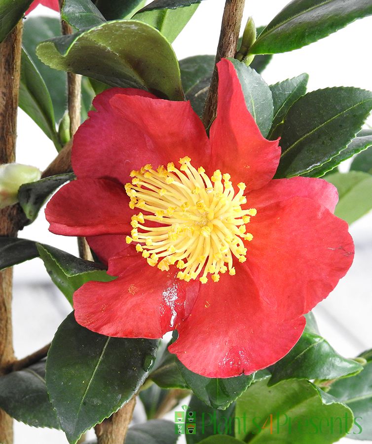Beautiful Camellia gift wrapped and delivered the next day.