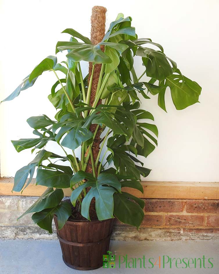 Large Cheese Plant as houseplant gifts with next day delivery