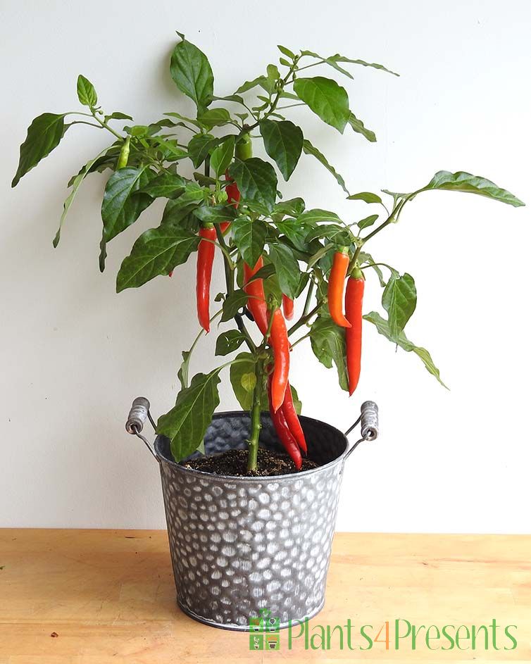 Hot Red Chilli Plant