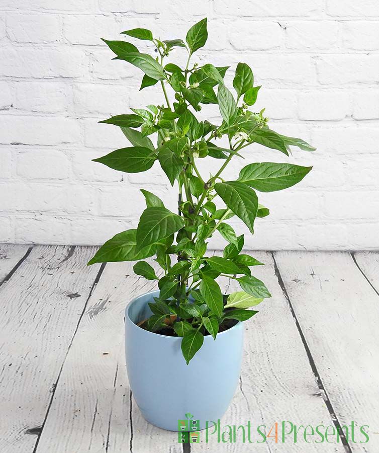 Cheyenne Chilli Plants | Fun plant gifts for cooks