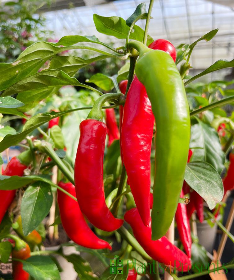 Hot Red Chilli Plant