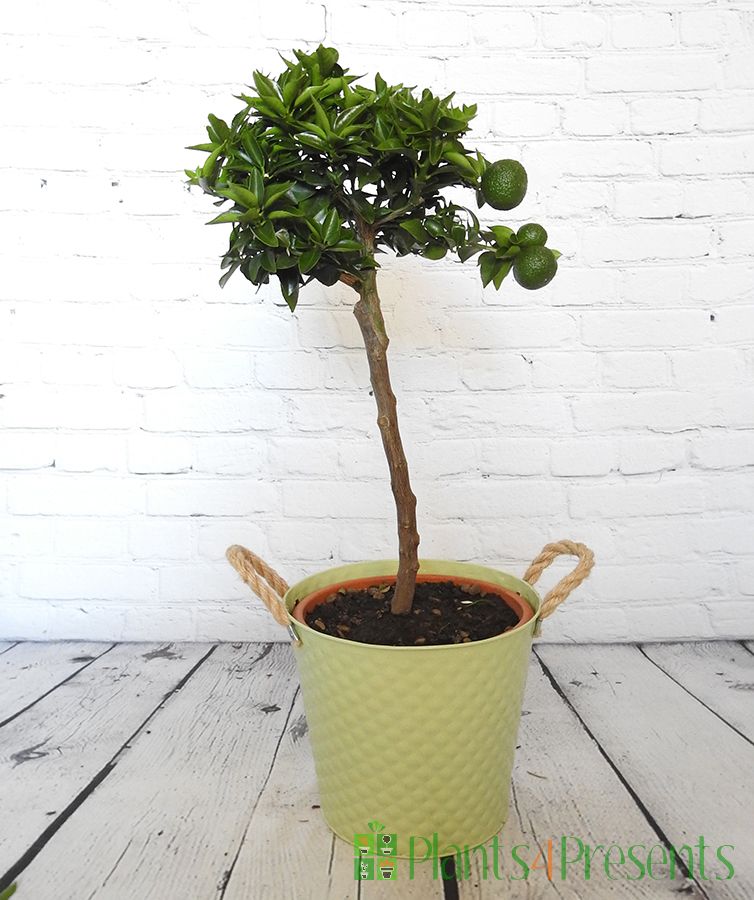 Chinotto Trees | Unusual citrus trees with next day delivery