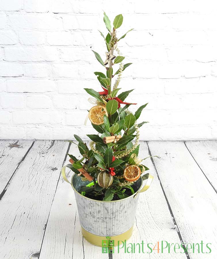 Send a Christmas Bay as a plant gift - Quality Plants, Fast UK Delivery
