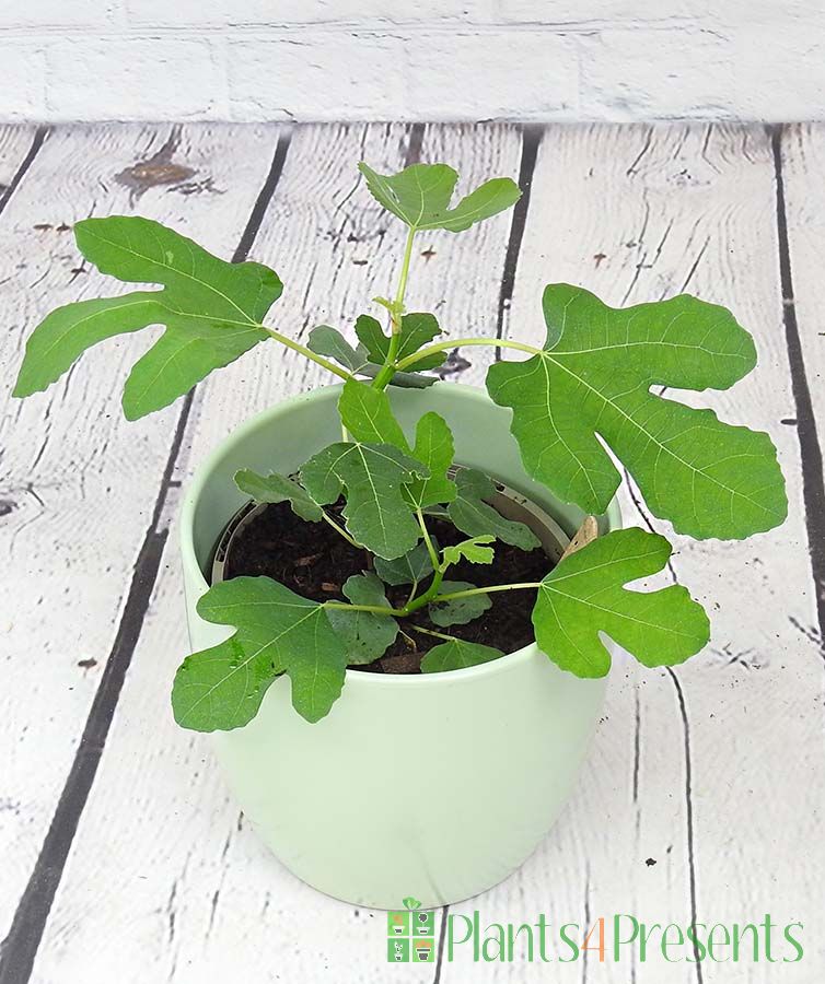 Young Fig Tree