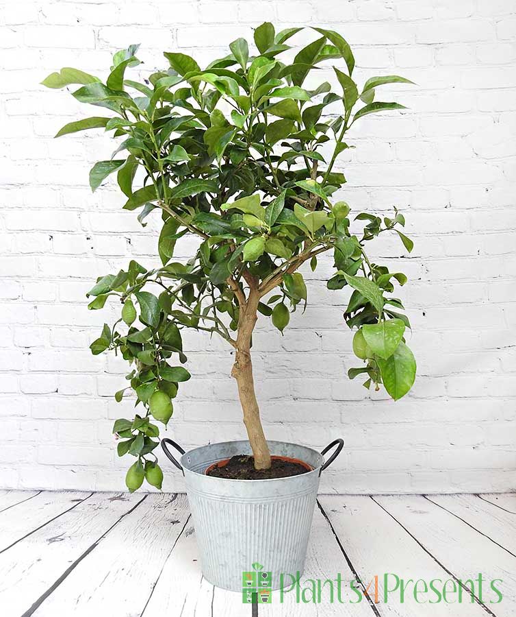 Giant Lemon Tree | Stunning giant citrus plants delivered next day