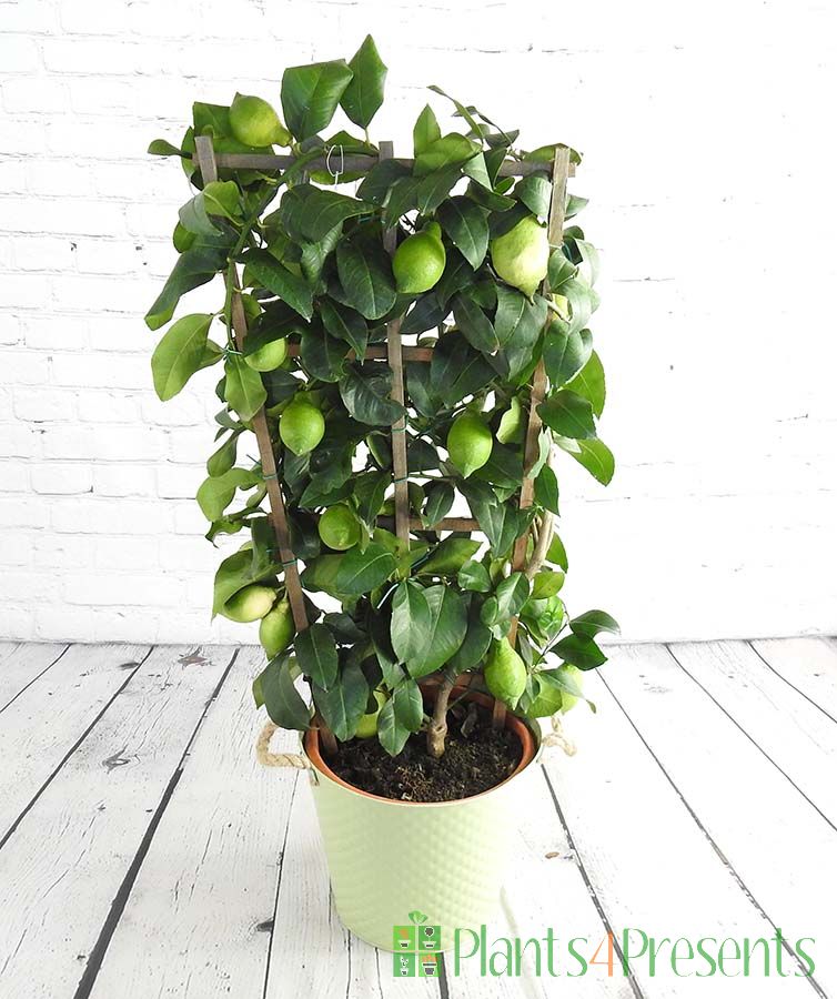 Giant lemon trellis plants will make a superb centrepiece in a bright ...