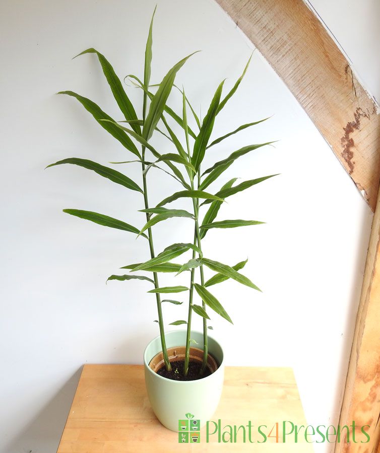 Exotic Herb Collection | Four exotic herb plants for Asian cookery