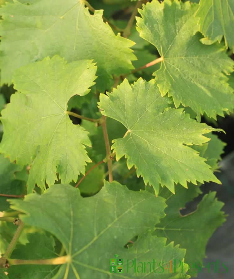 Lakemont Grapevine | Grow your own white grapes, UK delivery