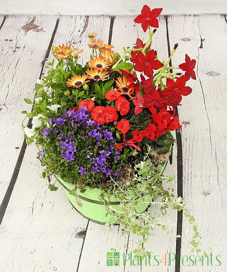 A mixture of lovely seasonal flowering plants in an attractive green barrel