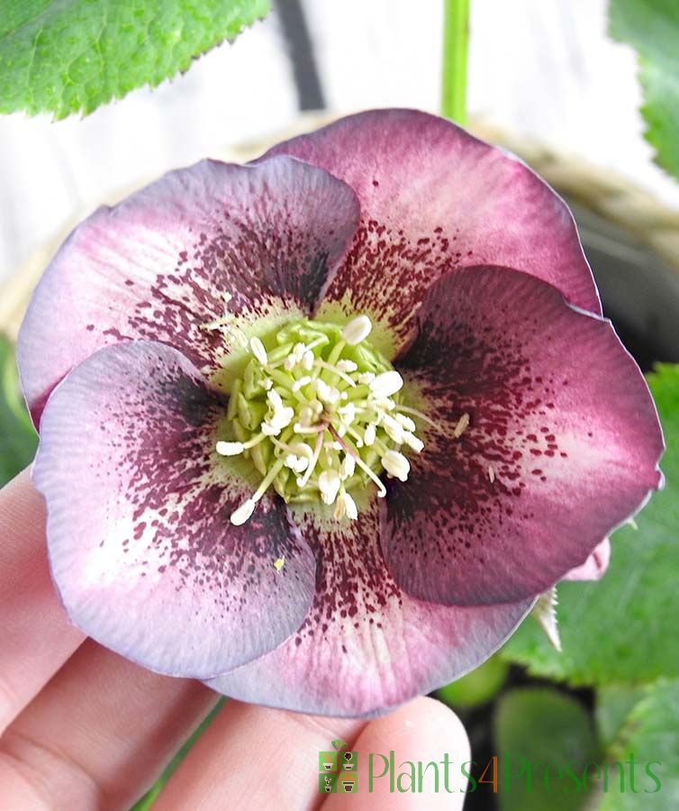 Red hellebore with beautiful winter flowers delivered next day