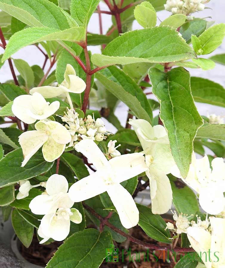 Red Woodland Hydrangea