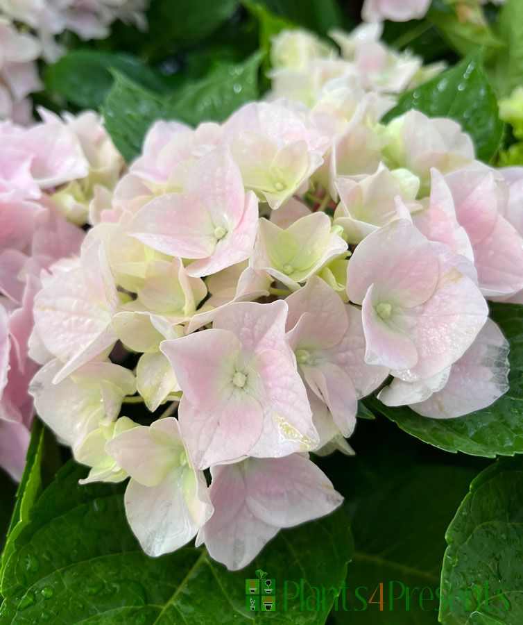 Pink Hydrangea plants gift wrapped for next day delivery