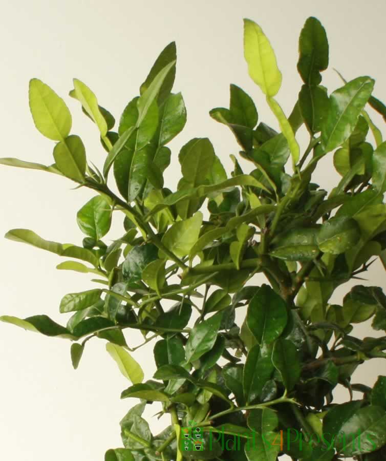 Kaffir Lime | Giant Kaffir Lime trees as plant gifts, fast delivery
