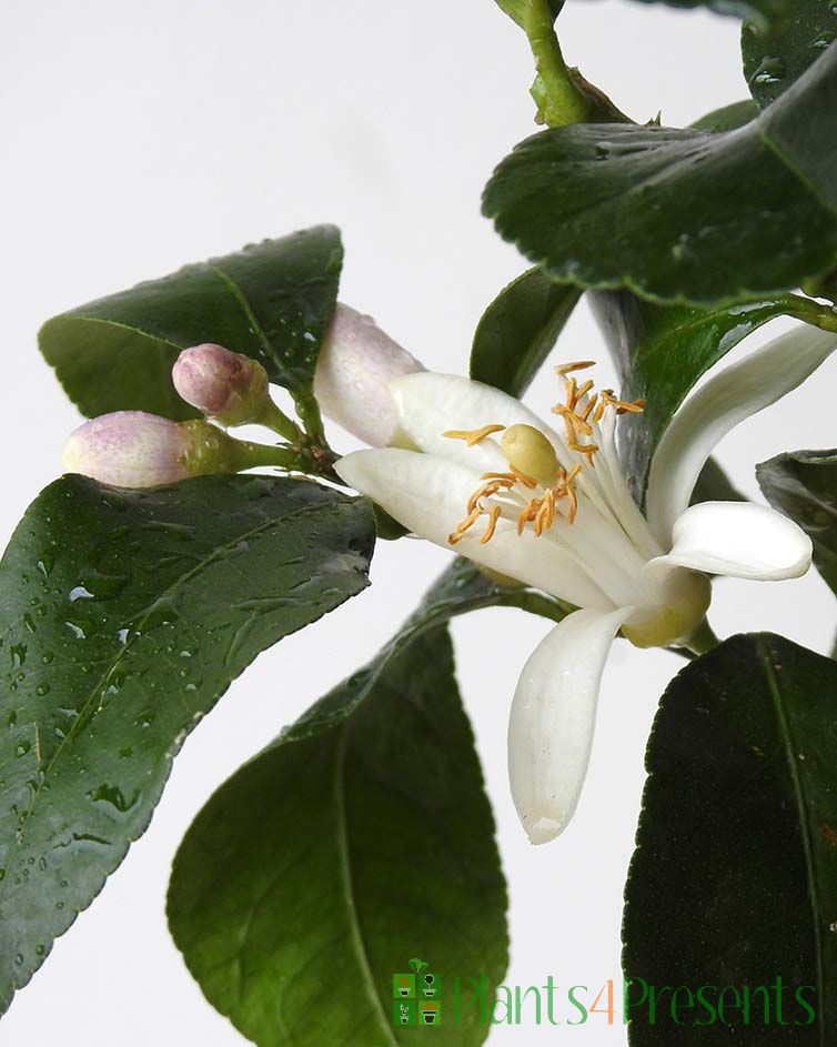 Lemon4seasons or 'Eureka' lemon | Best UK citrus variety