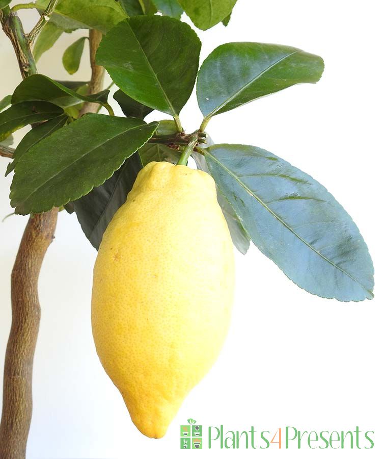 Lemon4seasons or 'Eureka' lemon | Best UK citrus variety