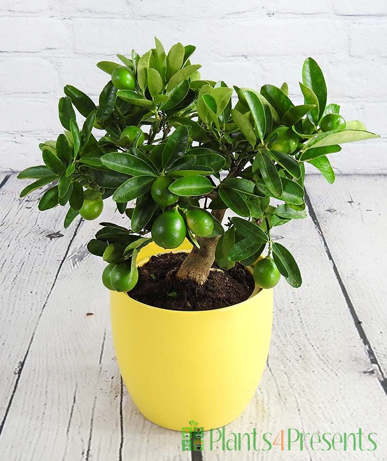 Mini Lemon Lara | Send fruity miniature lemon trees as gifts