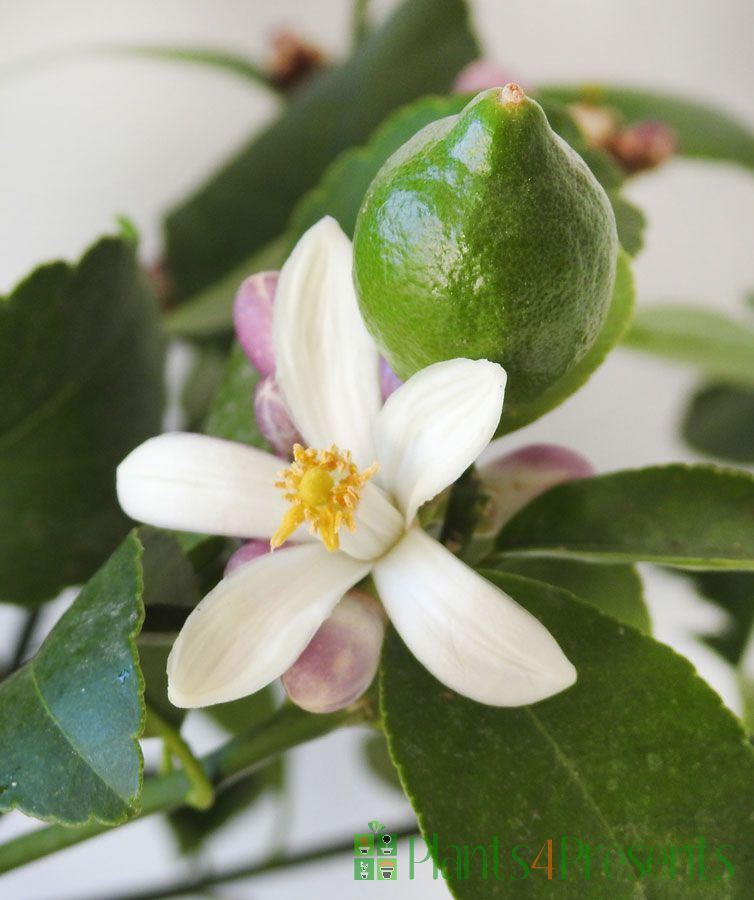 Lemon Bushes | Grow your own lemons with these windowsill gifts